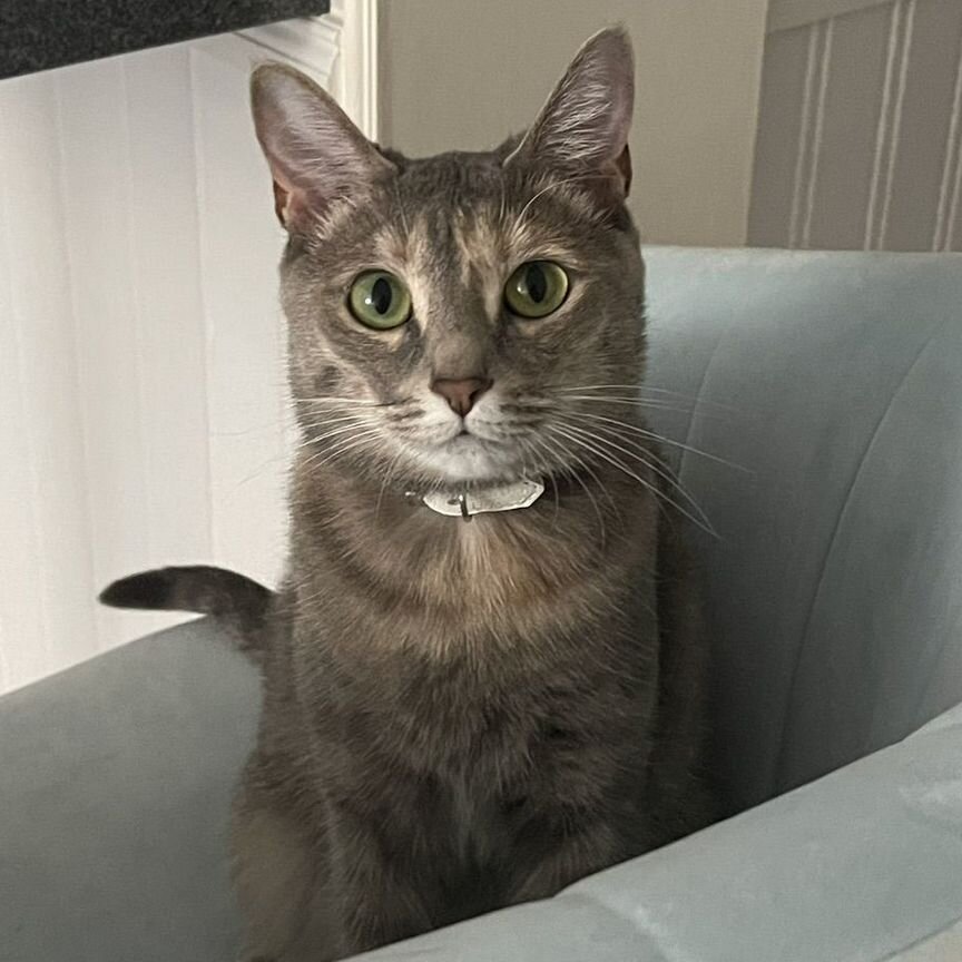 Русская голубая, взрослая кошка