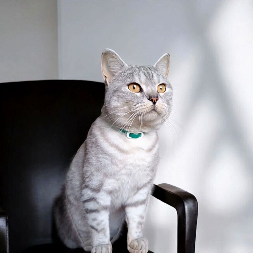 Британская киска