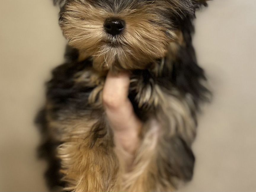 Мальчик цветного йорка