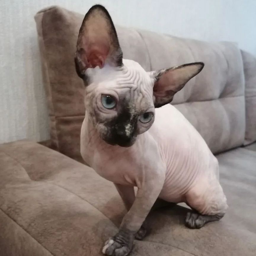 Канадский сфинкс котёнок