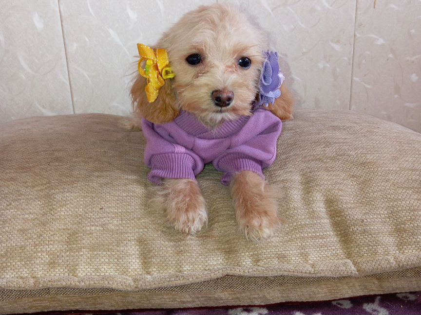 Мальтипушки мини