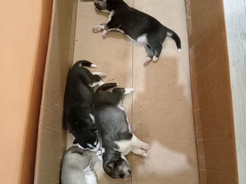 Щенки маламут/хаски