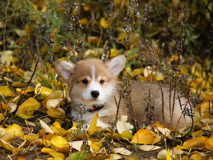 Мальчик зайчик коржуля