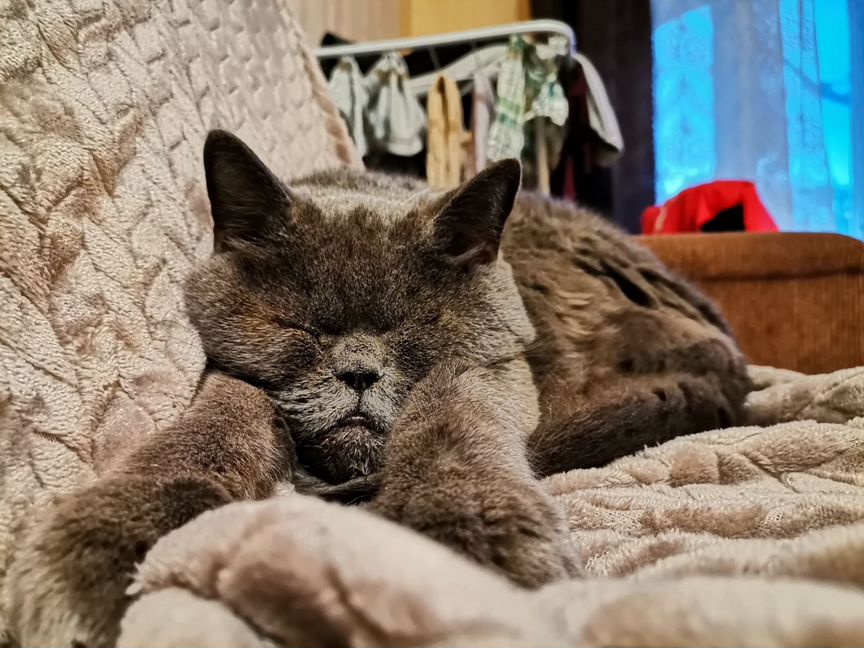 Котик Толя в добрые руки