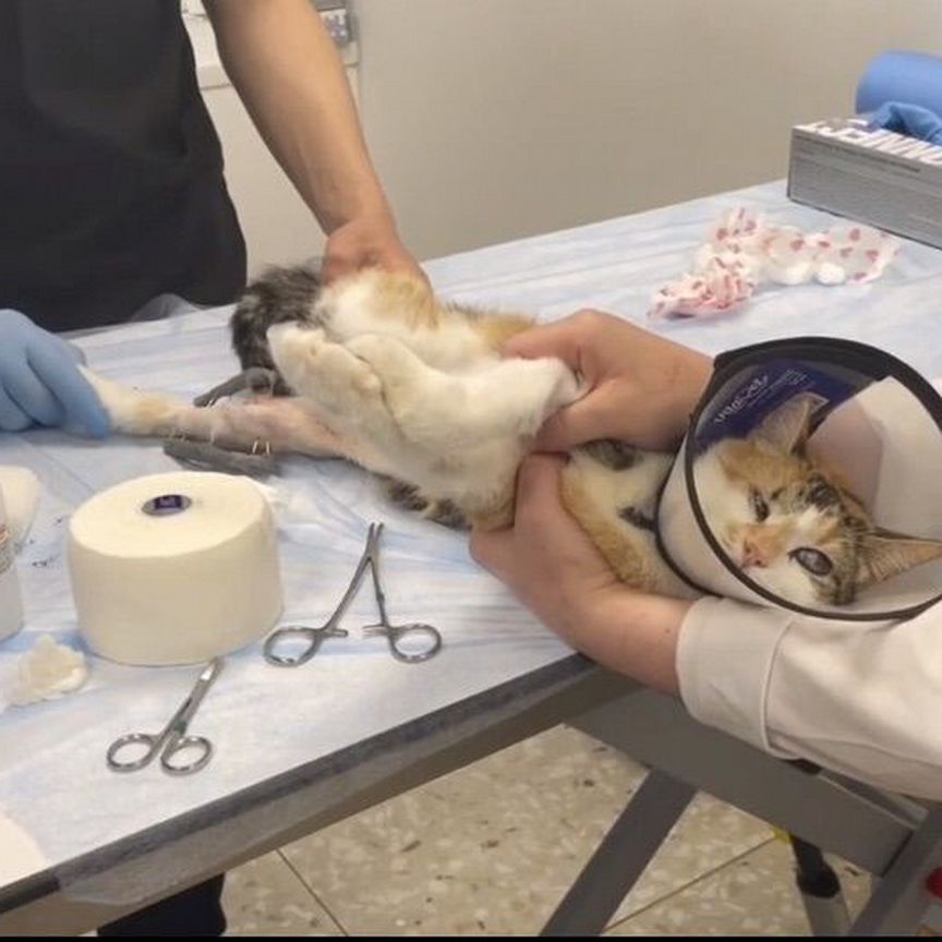 Слепая кошка Люба