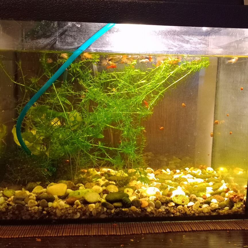 Аквариум с мальками