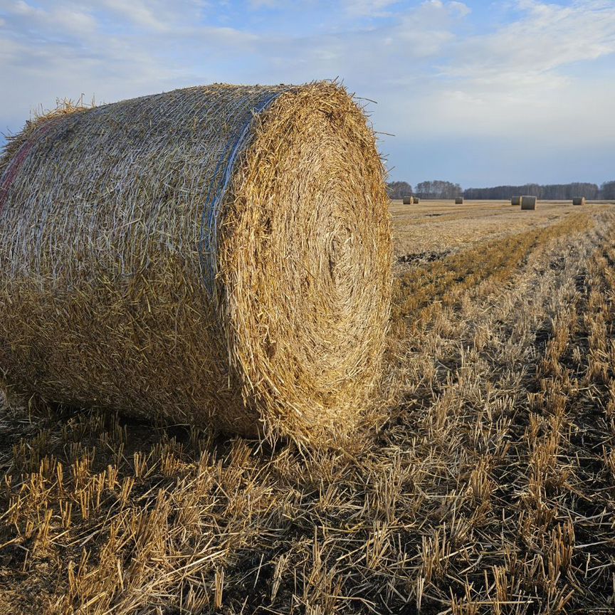 Солома в рулонах