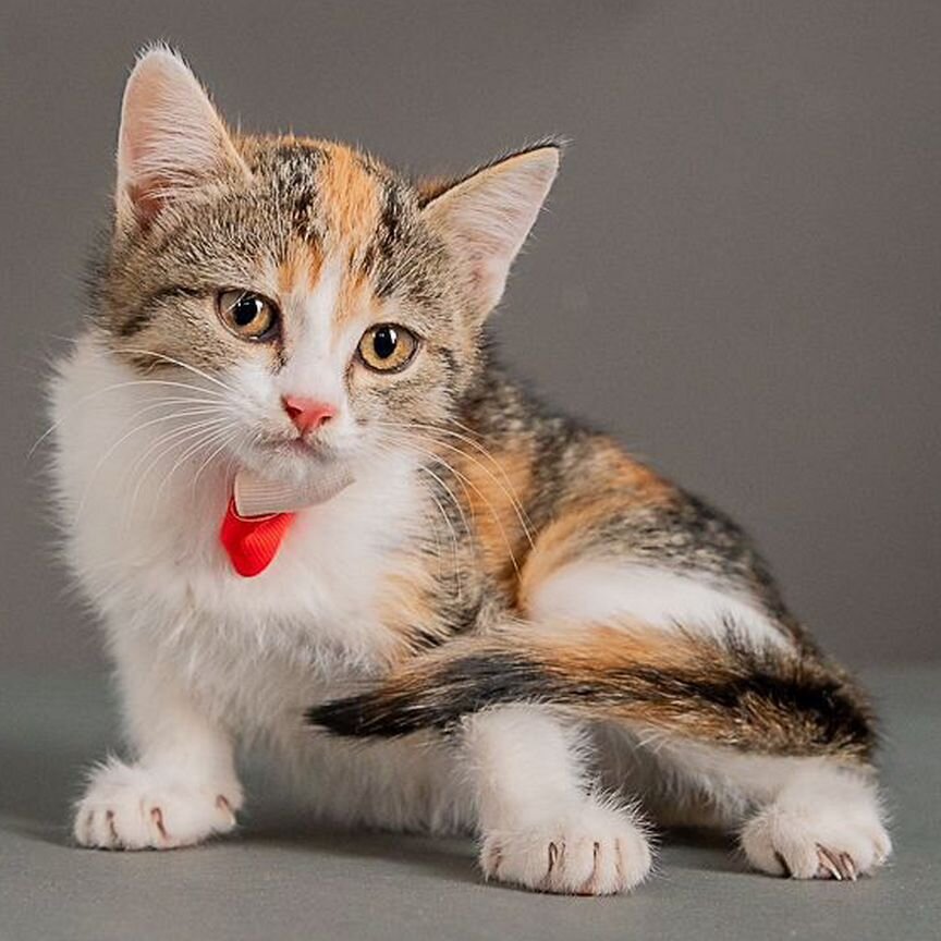 Кошечка 2,5 мес трёхцветная