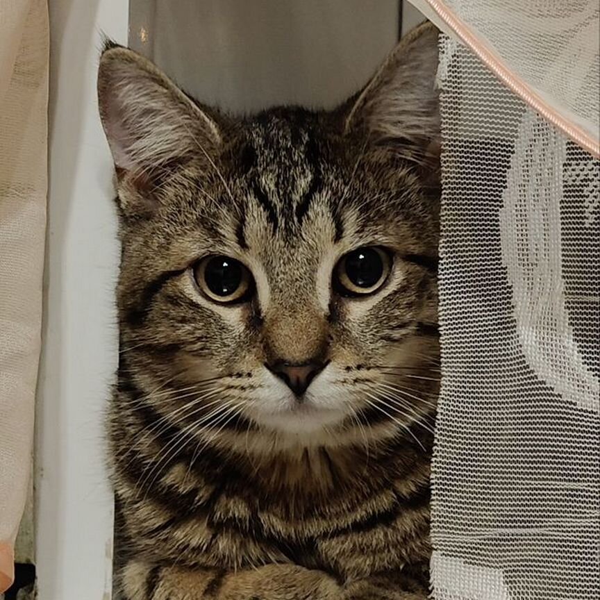Отдам бесплатно кота