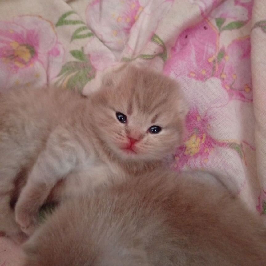 Британские котята
