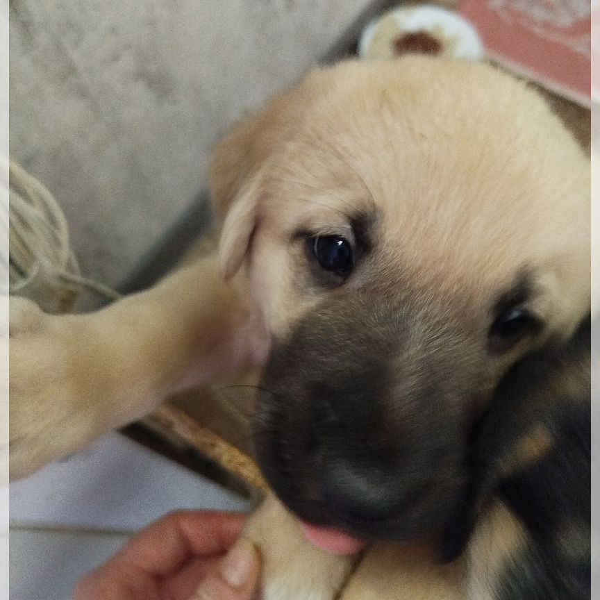 Щенок в добрые руки