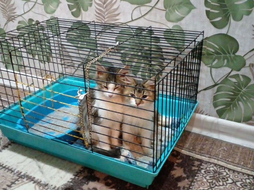 Котята
