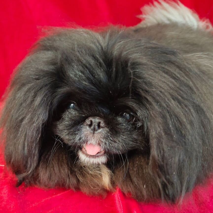 Пекинес, щенок