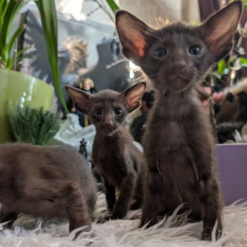 Ориентальные котята шоколадные