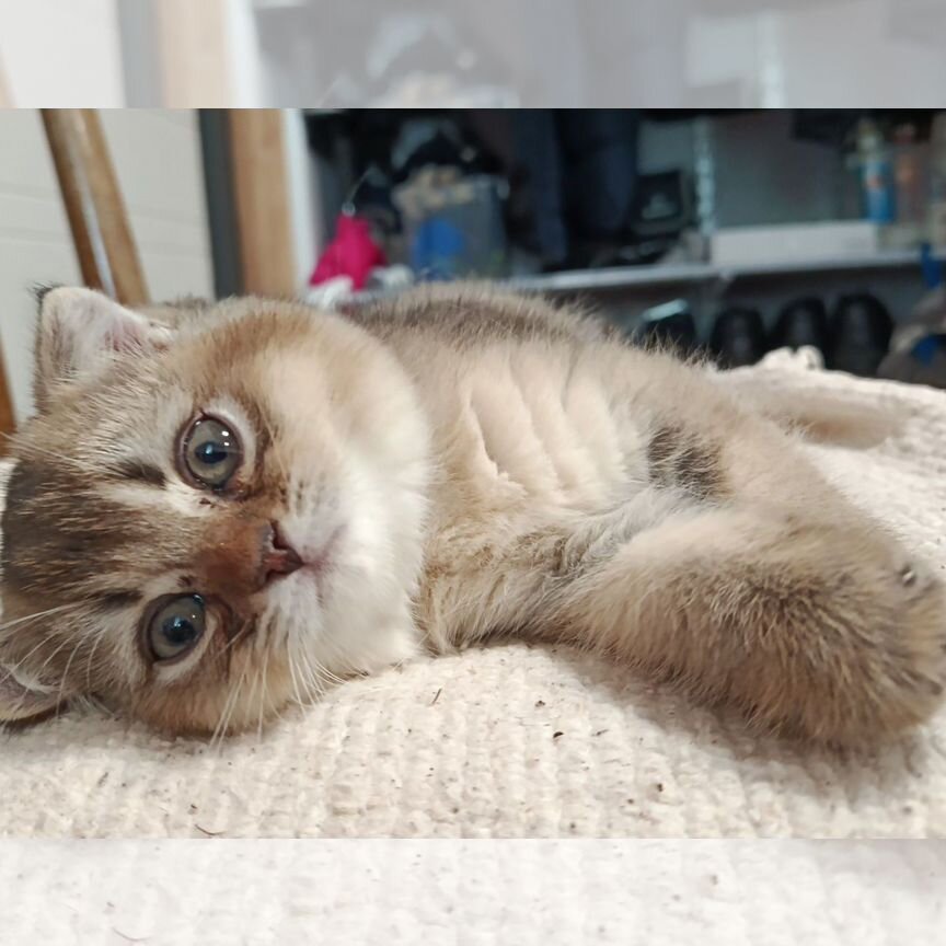 Шотландский вислоухий короткошёрстный котёнок