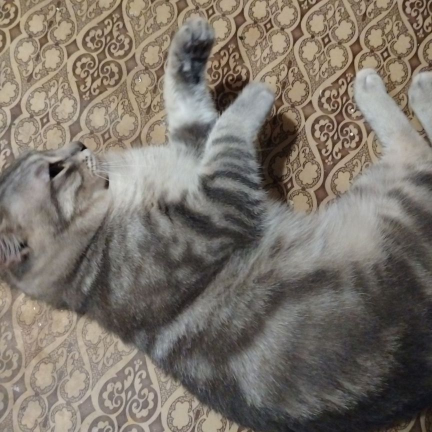 Кот годовалый в добрые руки