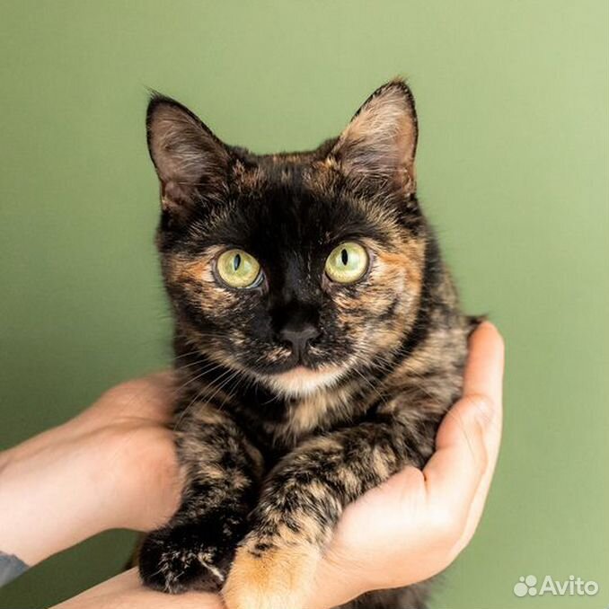 Крупная черепаховая кошка Фаня-Нафаня на счастье