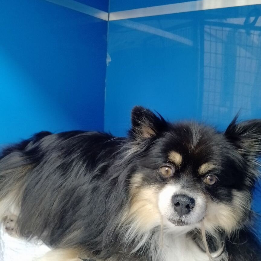 Шпиц попал в беду