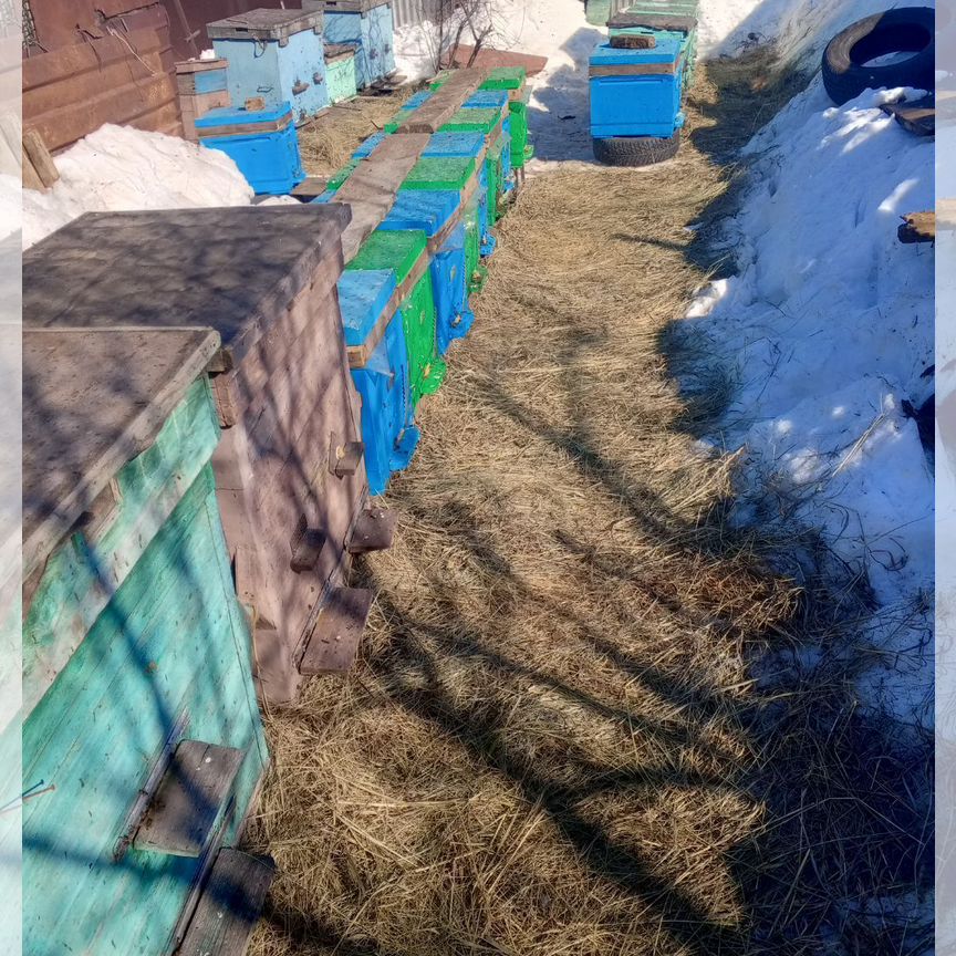 Пчелопакеты зимовалые