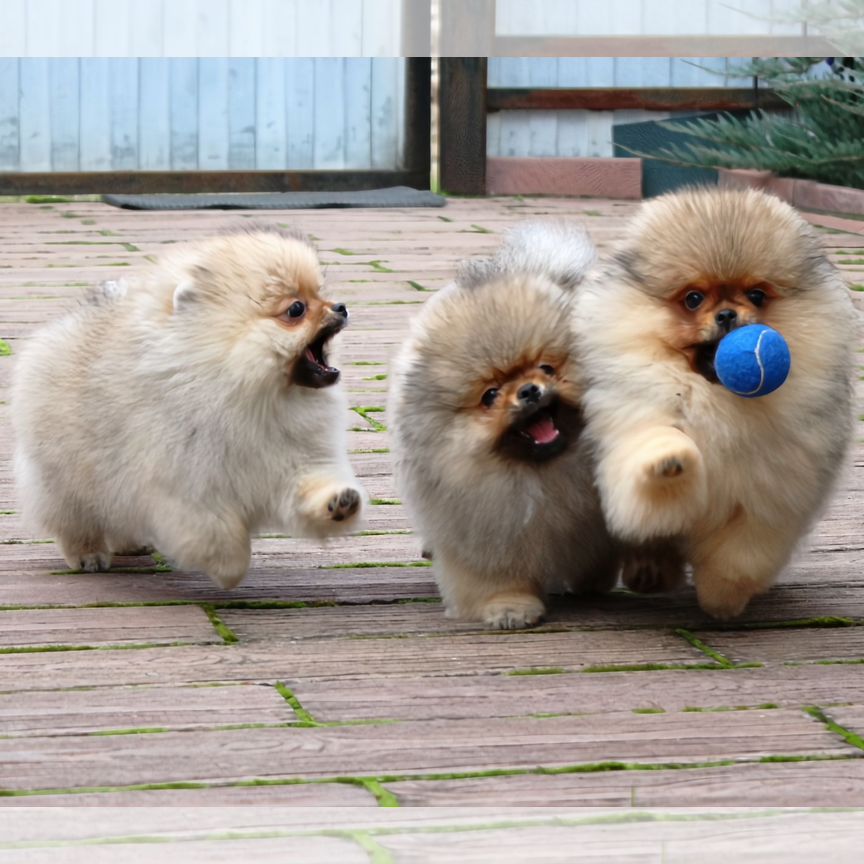 Померанский шпиц, щенок