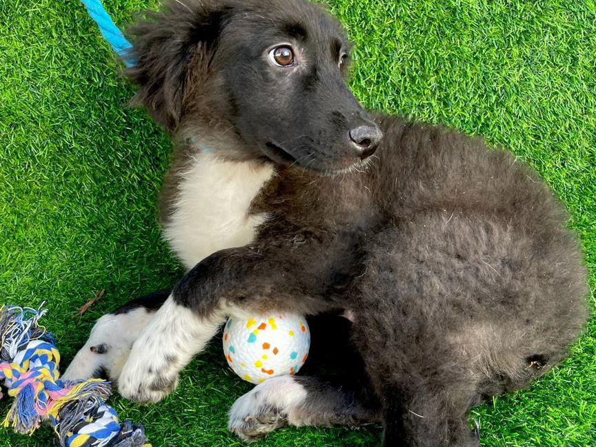 Щенок в добрые руки