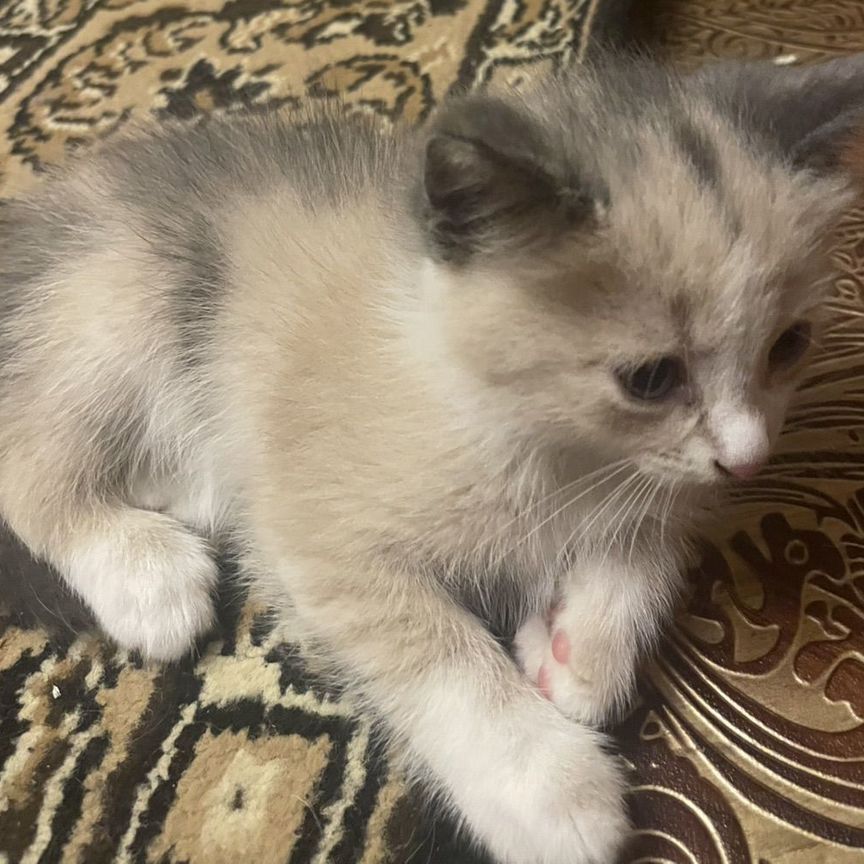 Котята в добрые руки бесплатно