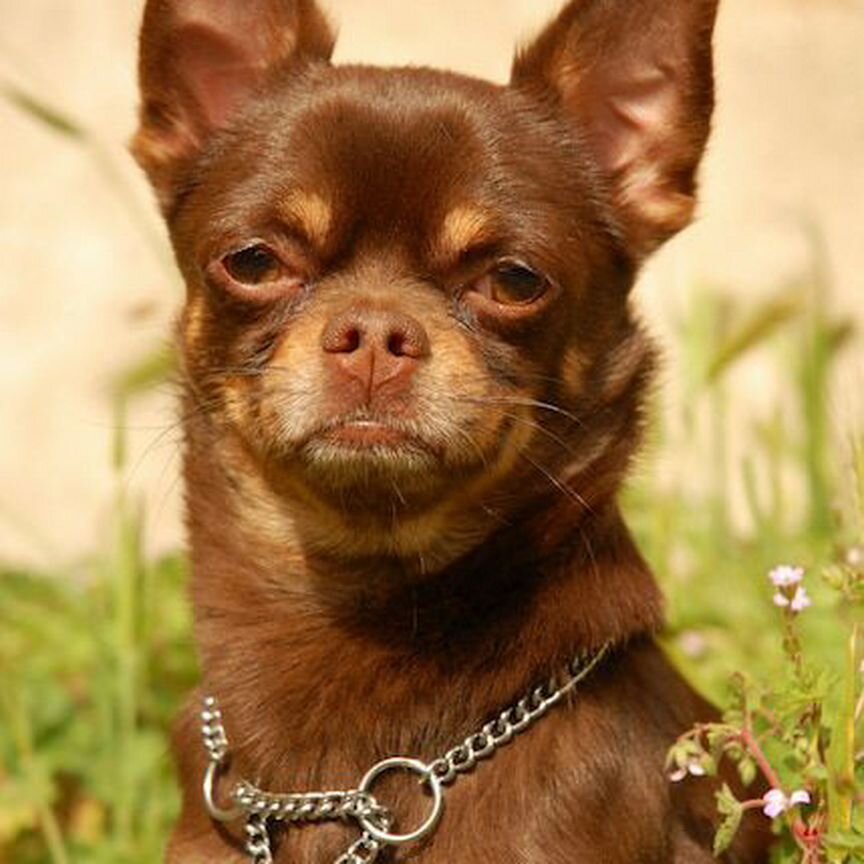 Собака чихуахуа вязка