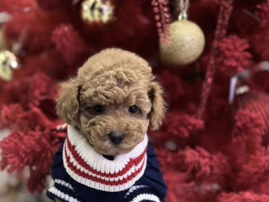 Мальтипу Тедди мишки мини