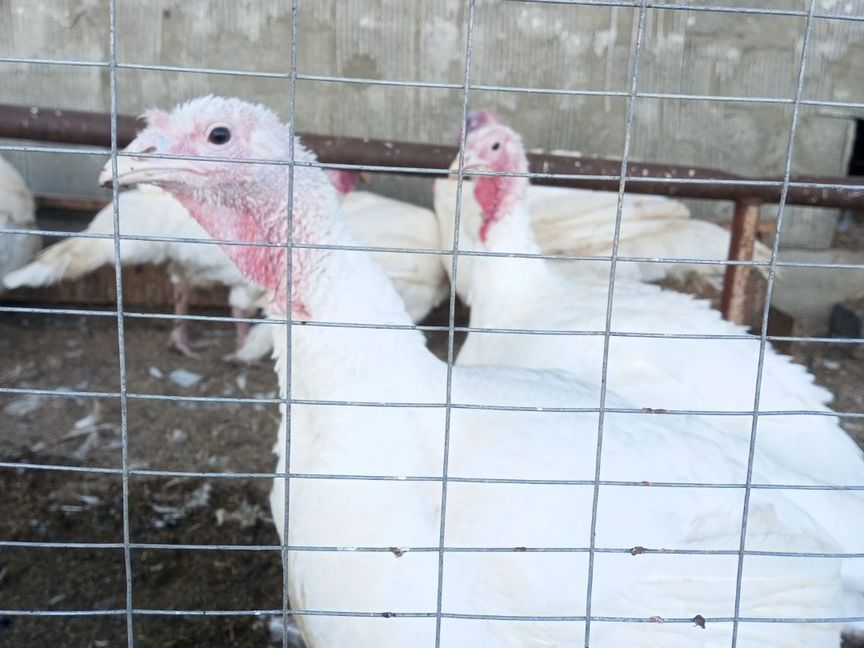 Продам индюков