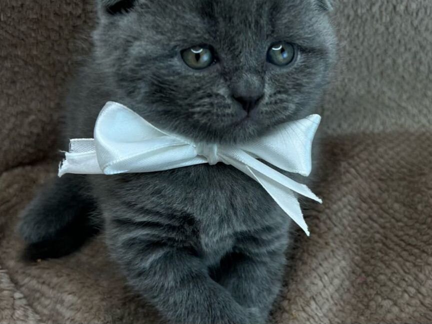 Шотландские вислоухие котята