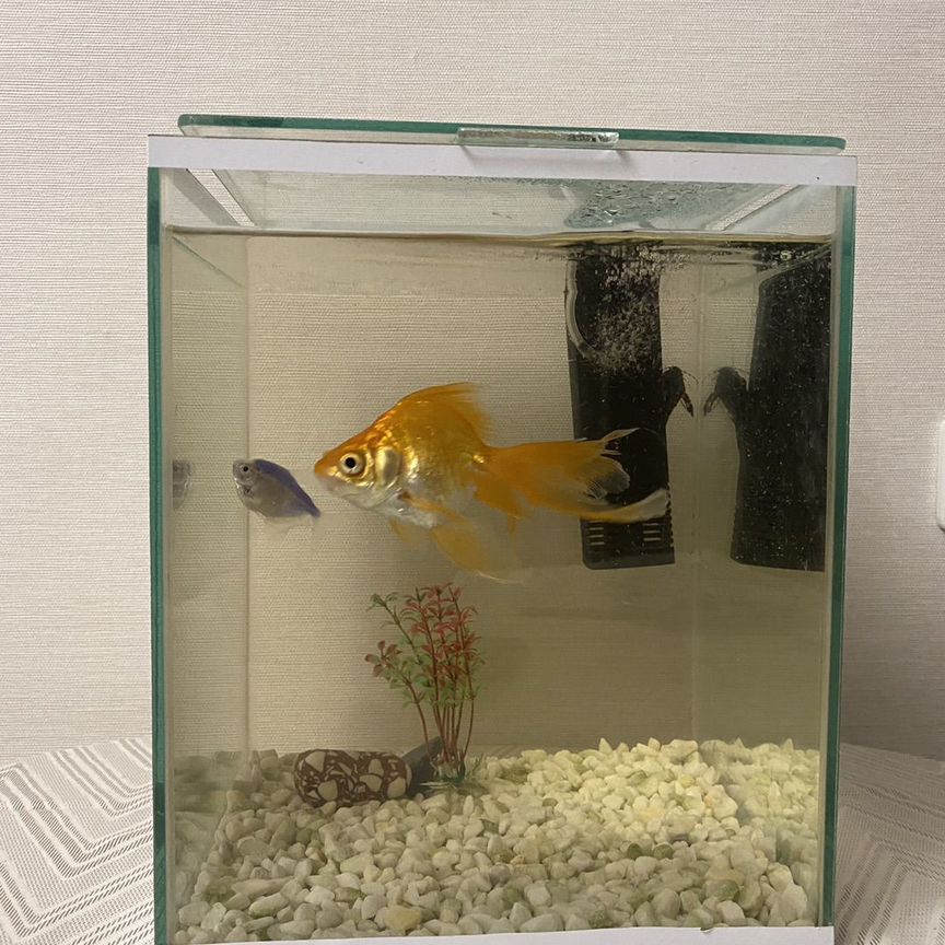 Аквариум с рыбками