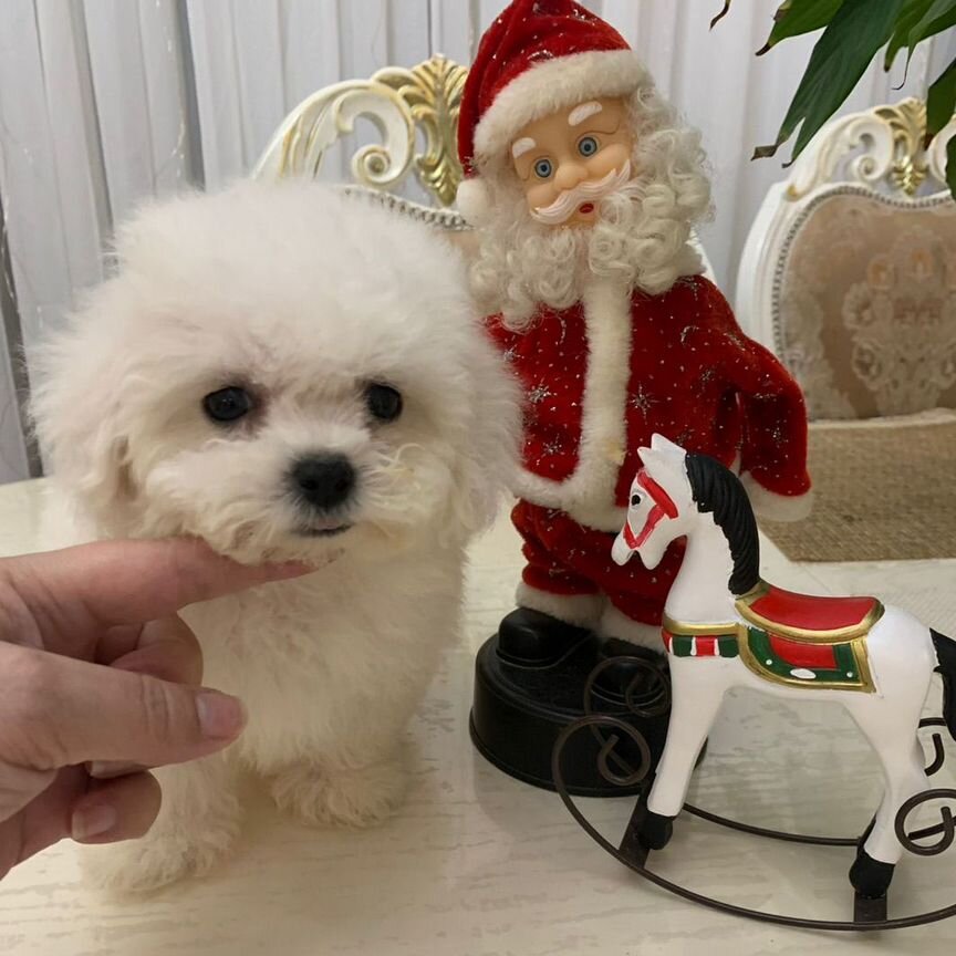 Бишон фризе, щенок