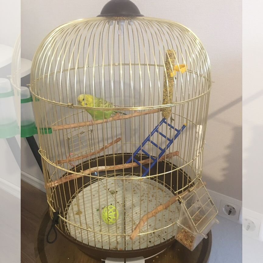 Волнистый попугай говорящий