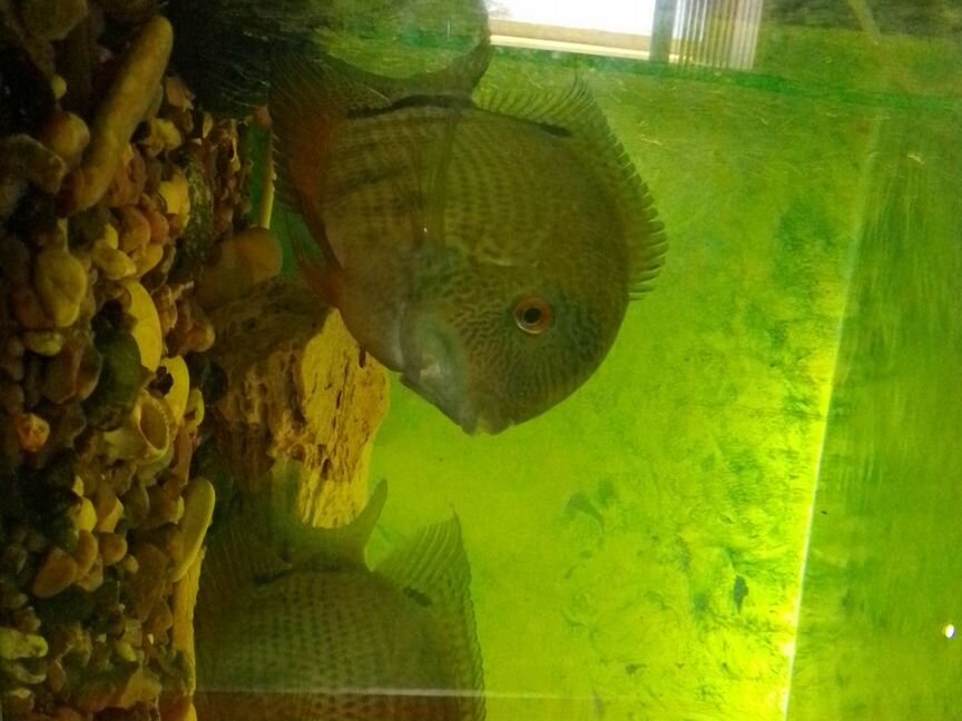 Продам северум