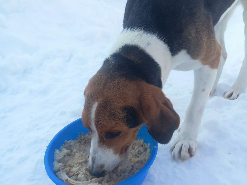 Эстонская гончая выжловка 2,5 года