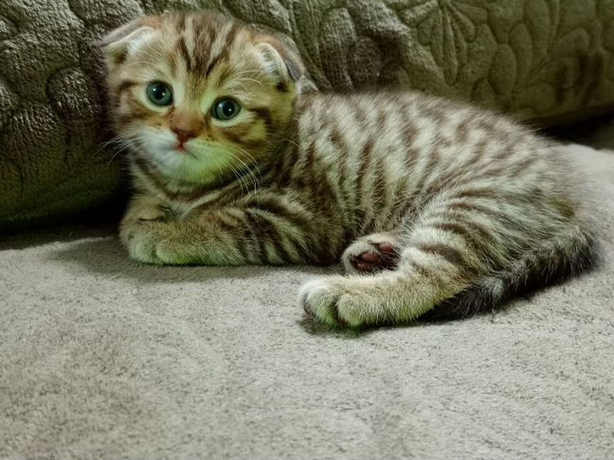 Котенок шотландец