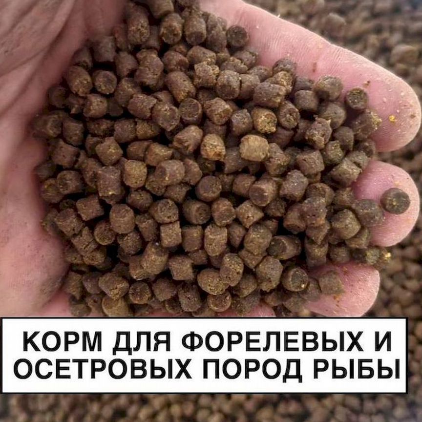Корм для рыб