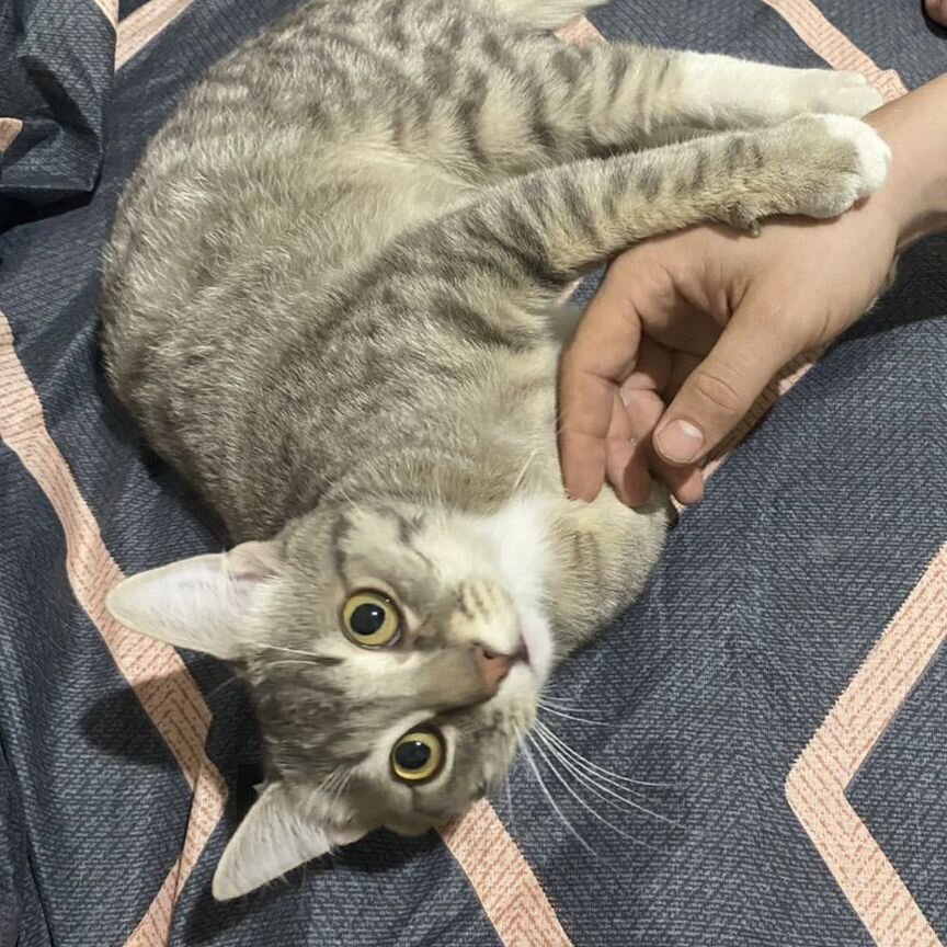 Отдам кота в добрые руки бесплатно