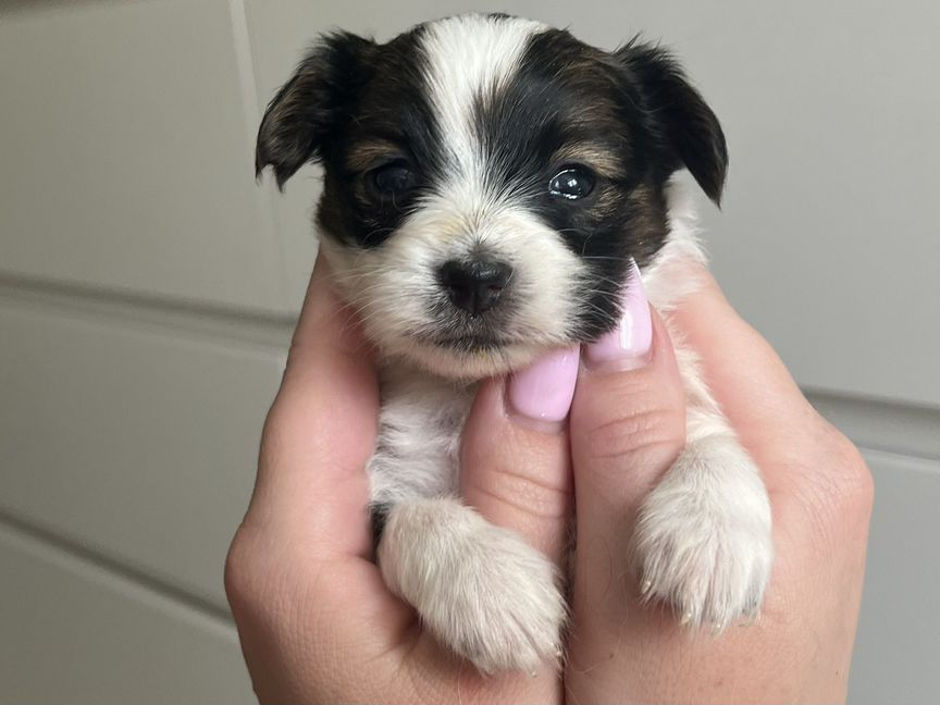 Папийон сука