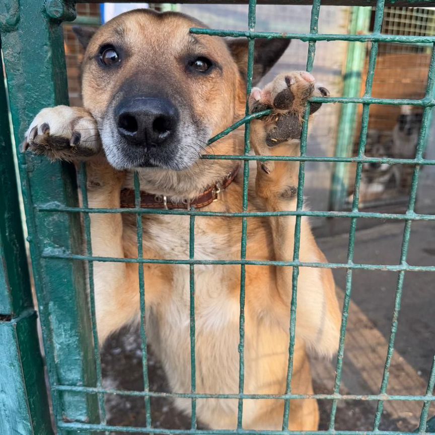 Бывшедомашний рыжий Федя из приюта ищет дом