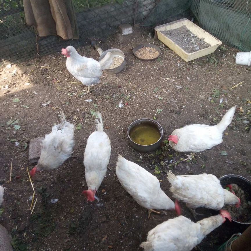 Куры несушки