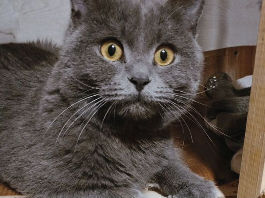 Самый нежный урчун ждёт своих мам и пап