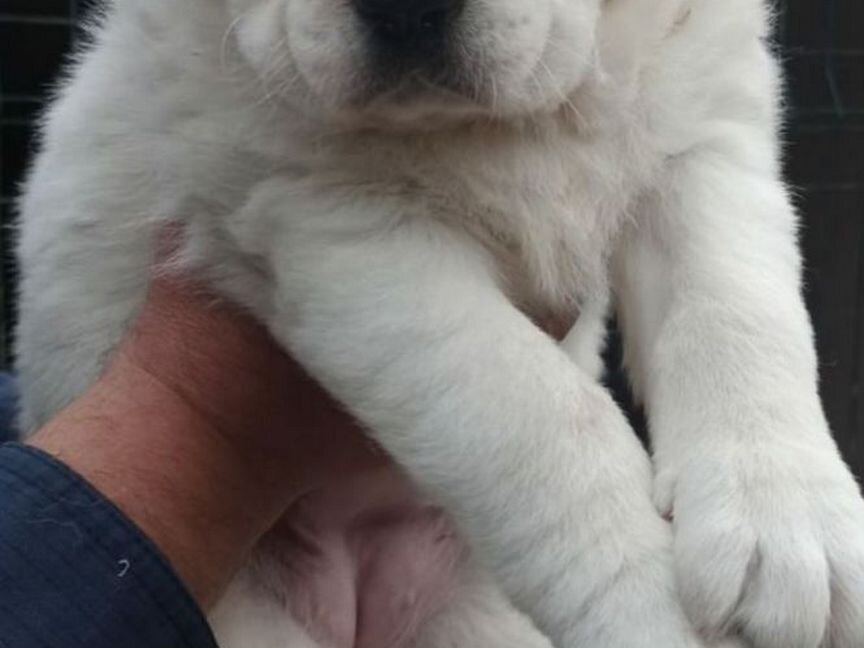 Алабай щенки