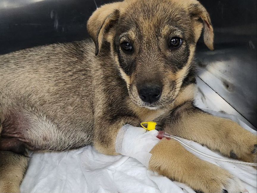 Спасите Сэма