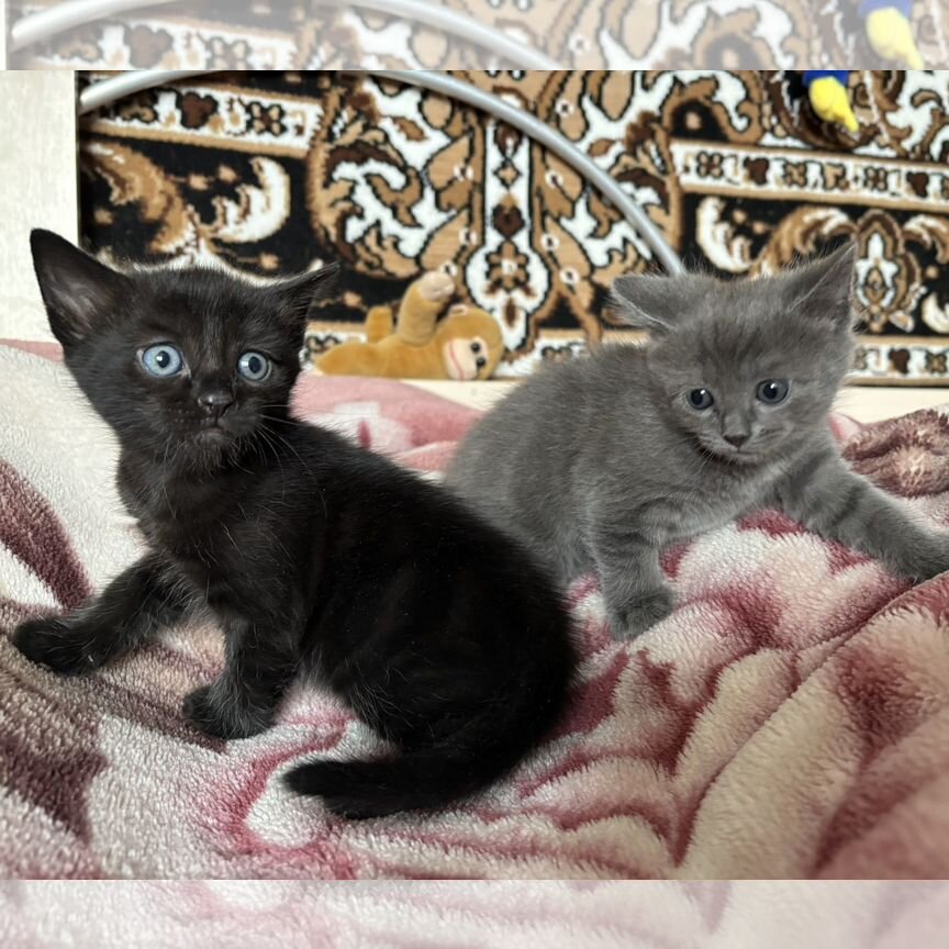 Котята шартрез и сибирская