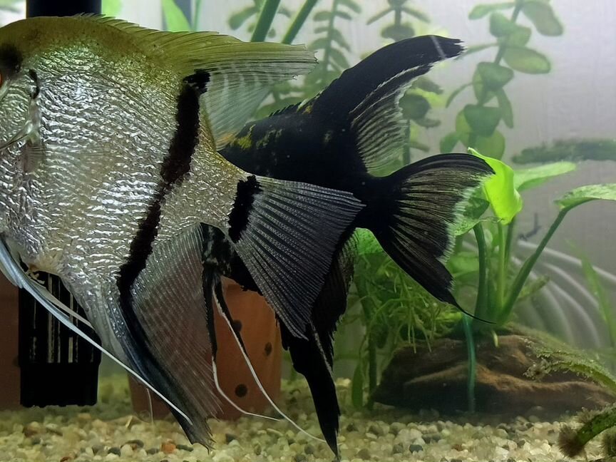 Рыбки скалярии