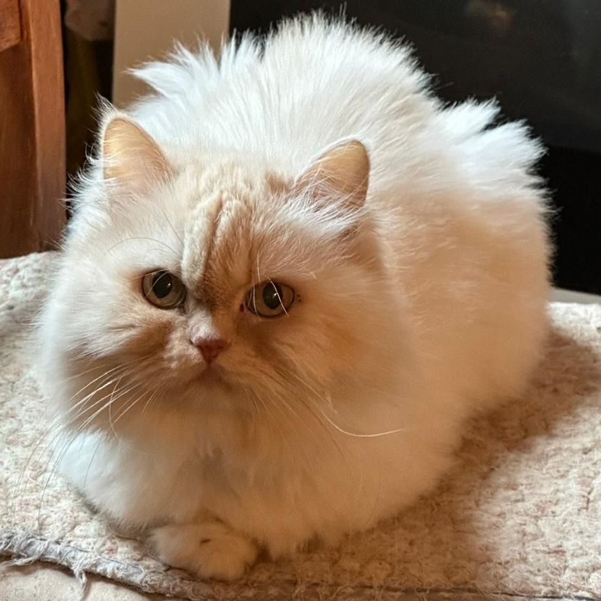 Взрослая кошка в добрые руки