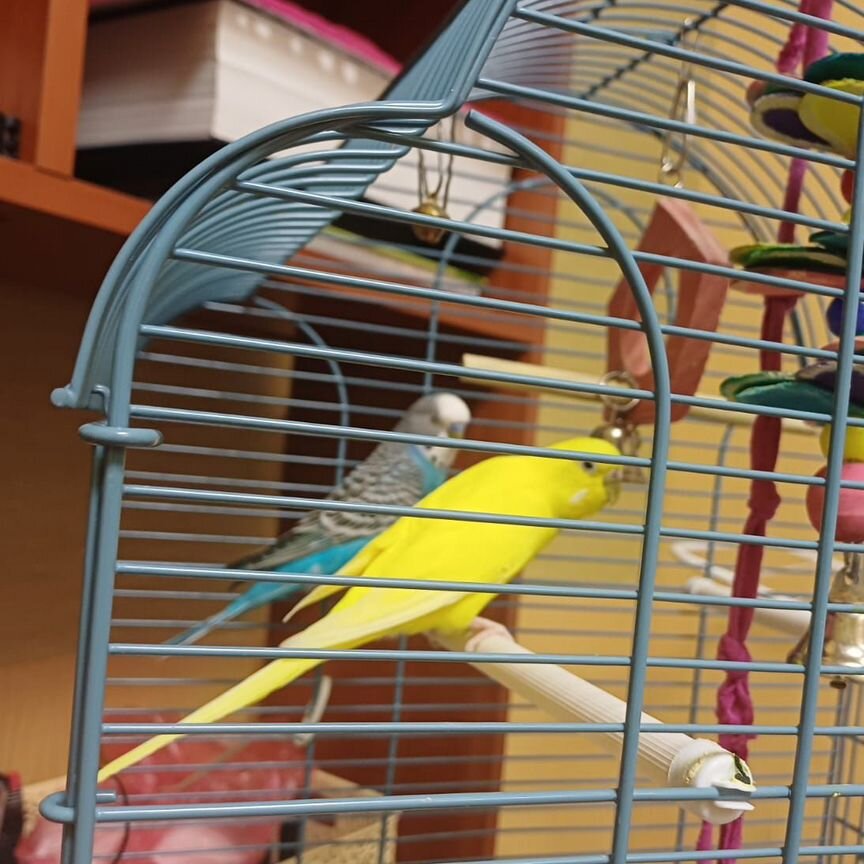 Волнистый попугай с клеткой