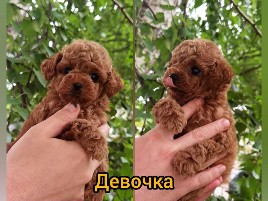 Мальтипу Тедди мишки