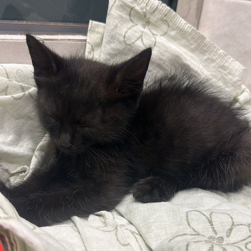 Пристрою малышку в добрые руки